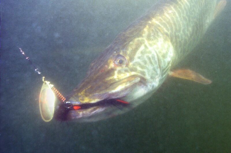 Ultimate Guide to Musky Fishing - Fishing Lifestyle by Explore Gear